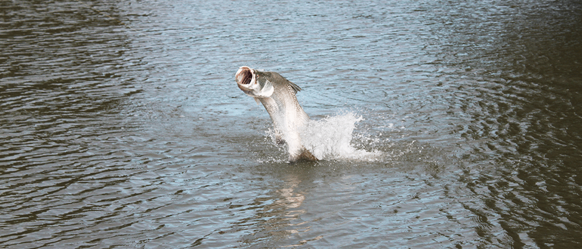Helifish